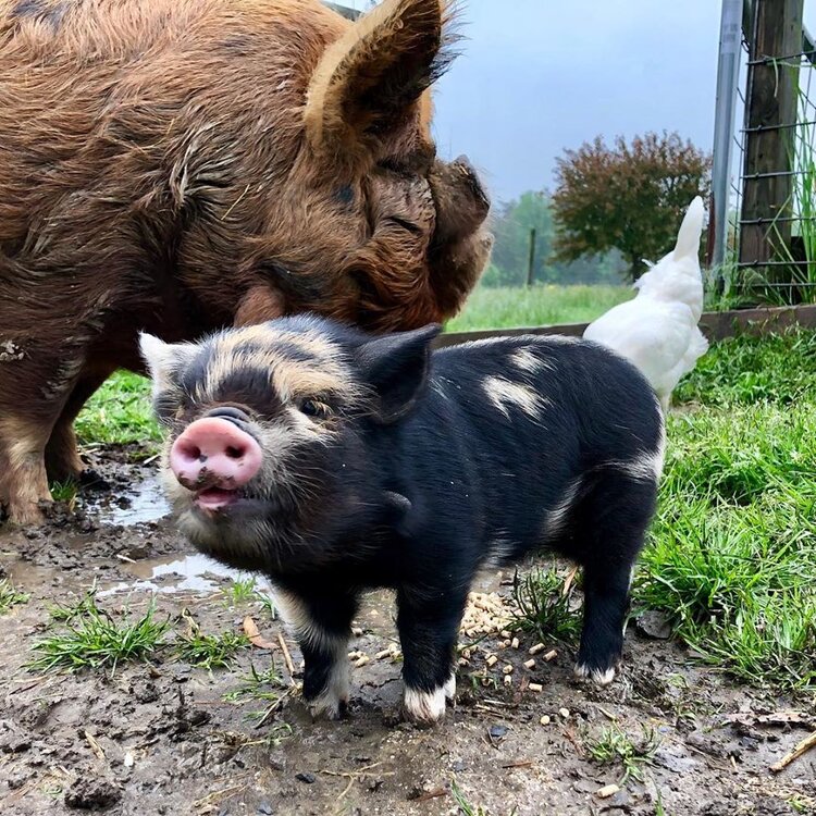 Kolbroek, the Kune Kune and other Heritage Breeds - Earthworm Express