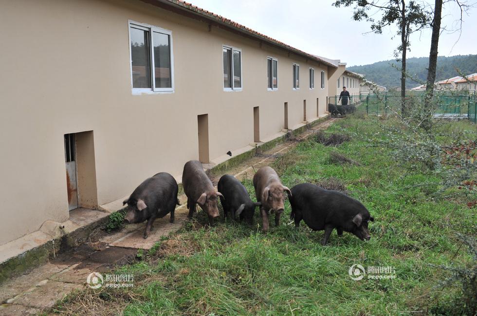 Ham History Archives - Earthworm Express