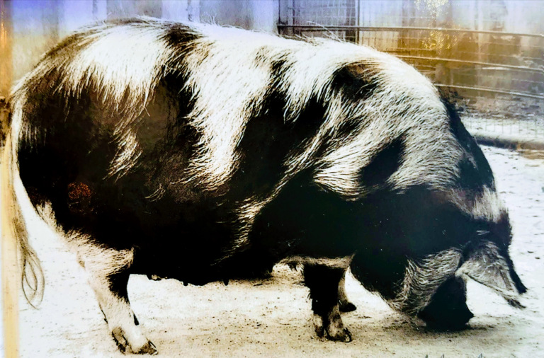 The English Pig, the Kolbroek and the Kune Kune in Bacon & the Art of ...