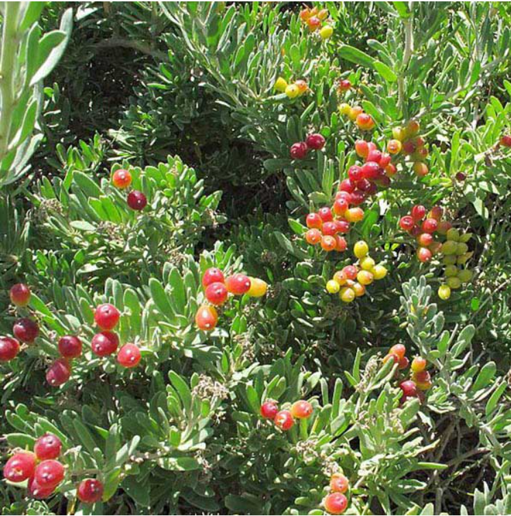 Historical Uses and Cultural Significance of Nitre Bush (Nitraria ...