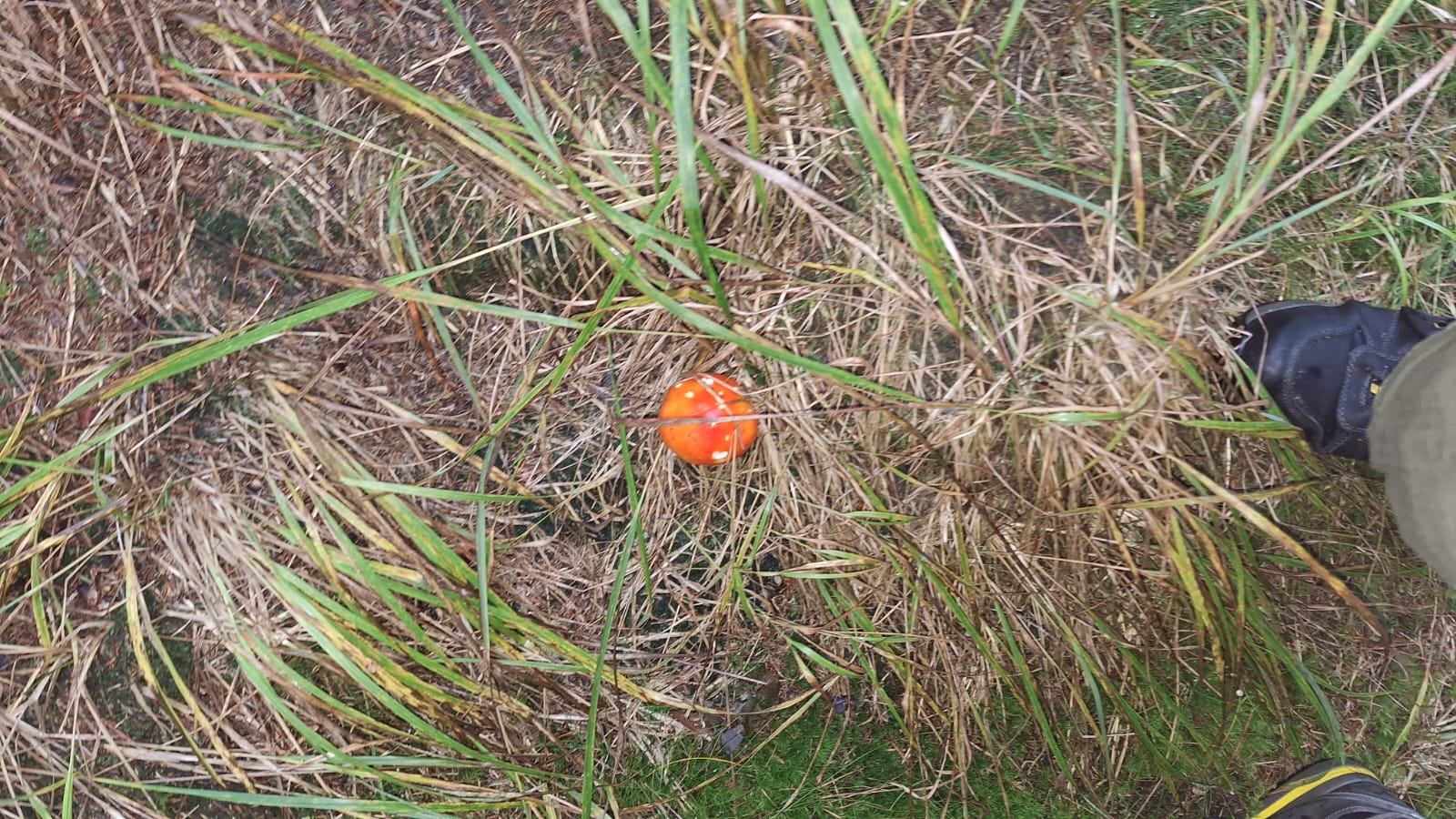 The Ancient Use of Urine as a Filter for Amanita Muscaria Consumption ...